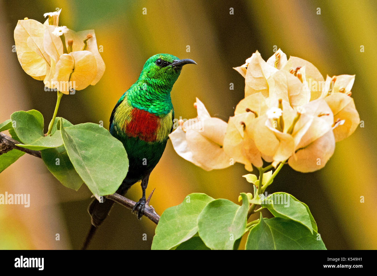 Beautiful sunbird hi-res stock photography and images - Alamy