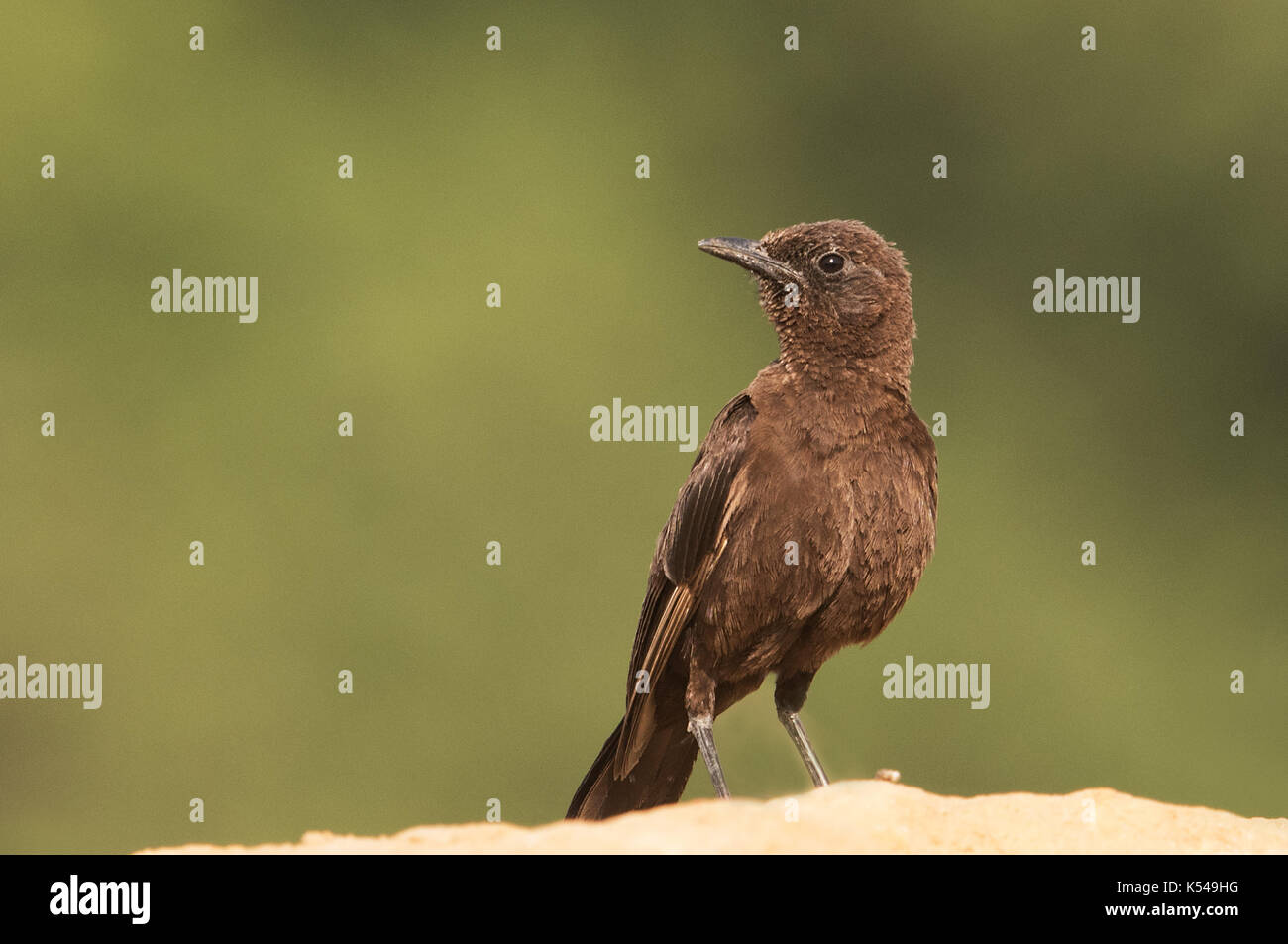 Northern anteater chat Stock Photo - Alamy