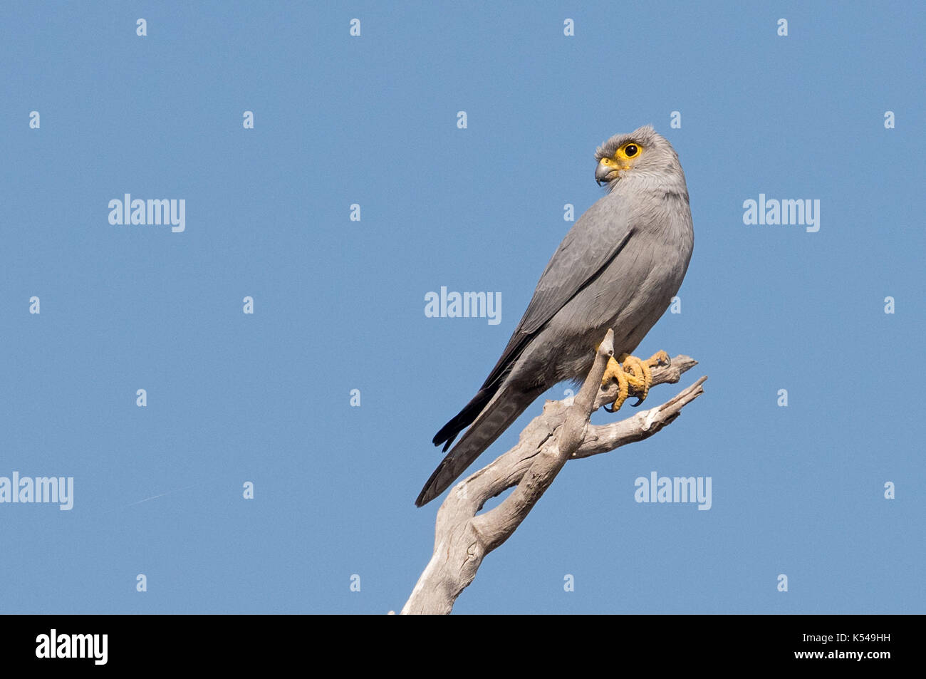 Grey kestrel hi-res stock photography and images - Alamy