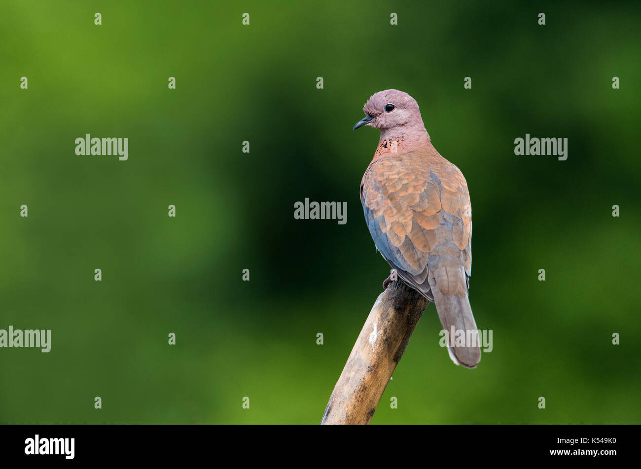 Columbiformes hi-res stock photography and images - Alamy