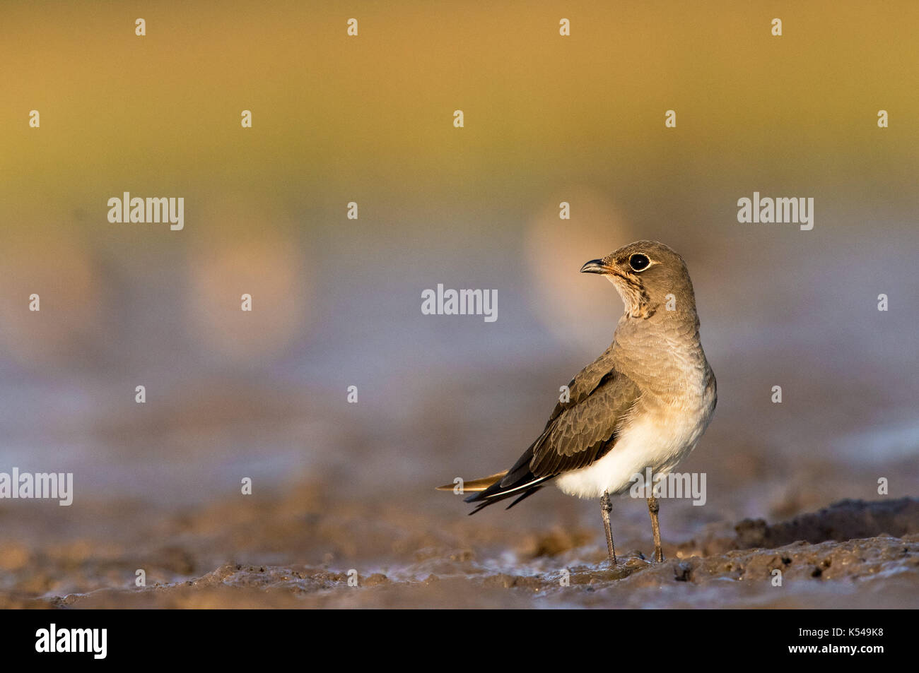 African pratincole hi-res stock photography and images - Alamy