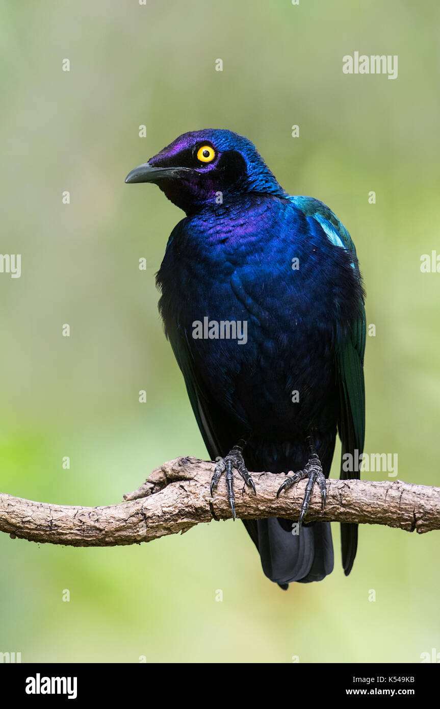 Purple glossy starling hi-res stock photography and images - Alamy