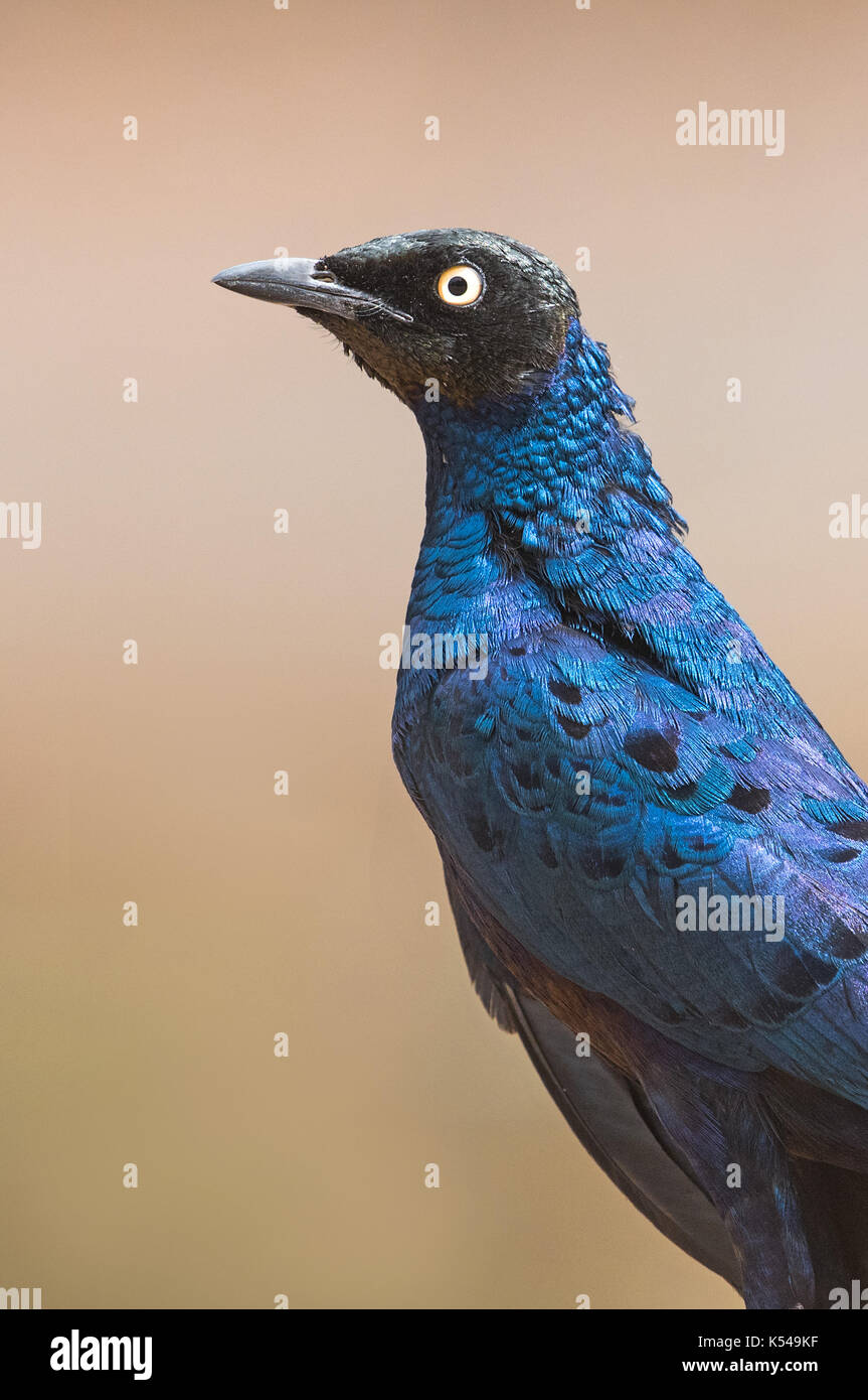 Long-tailed glossy starling Stock Photo - Alamy