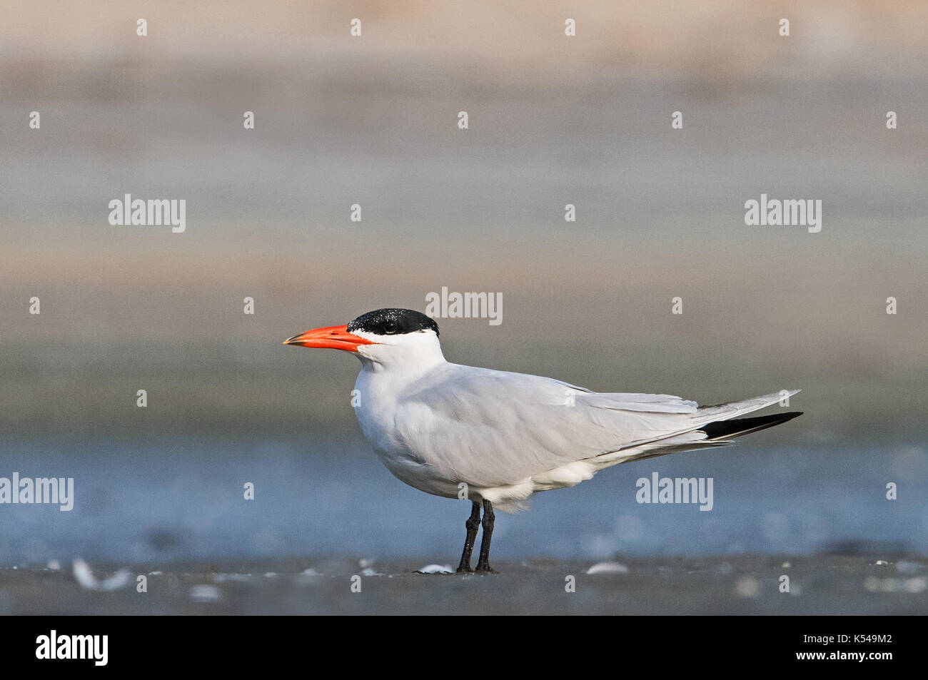 Largest tern in the world hi-res stock photography and images - Alamy