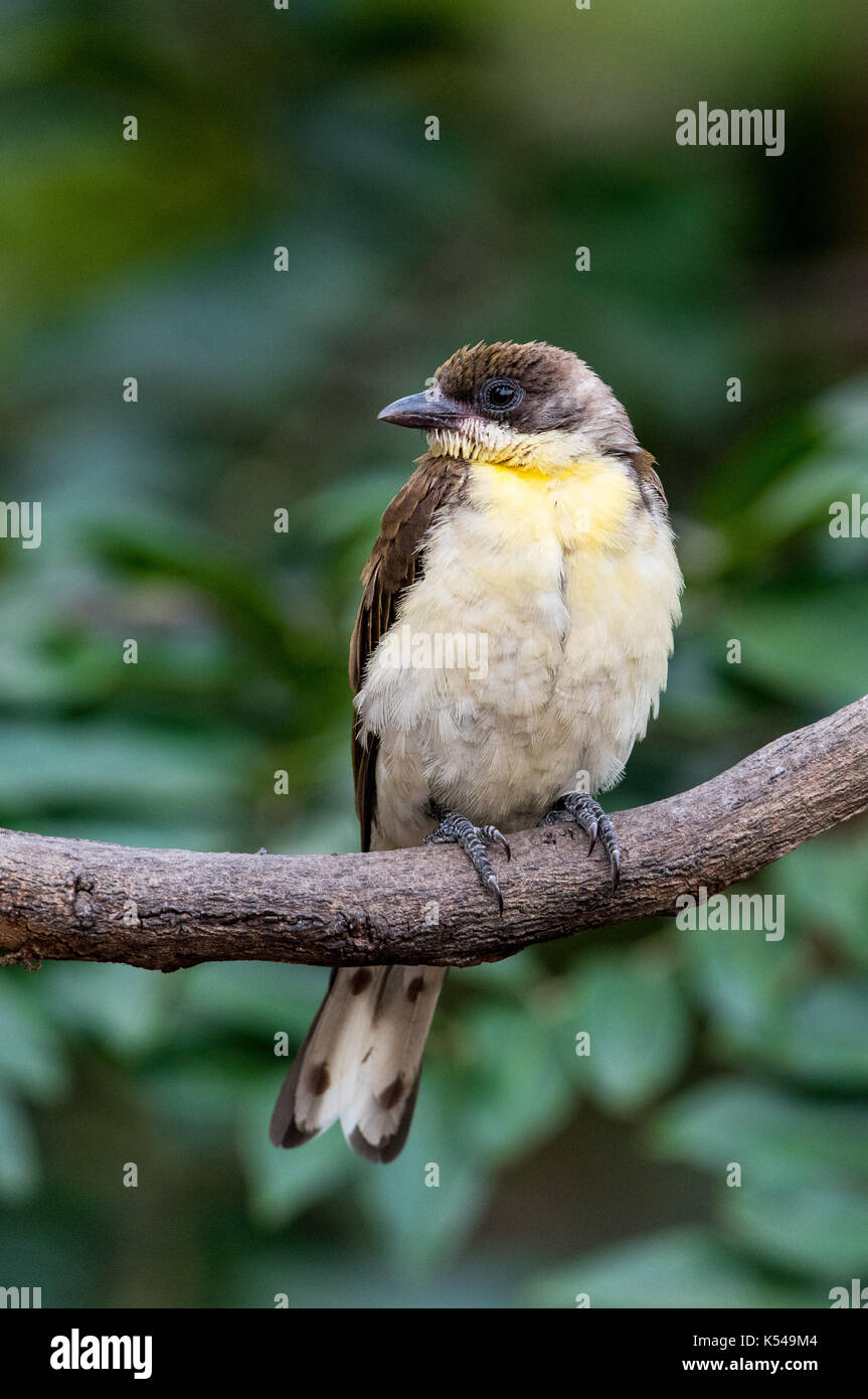Indicator indicator greater honeyguide hi-res stock photography and ...