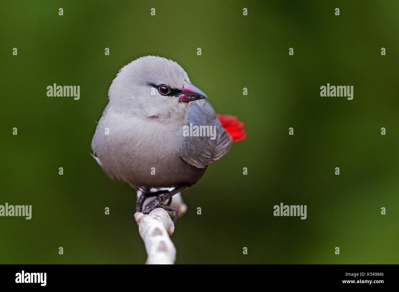 Waxbill bird hi-res stock photography and images - Alamy