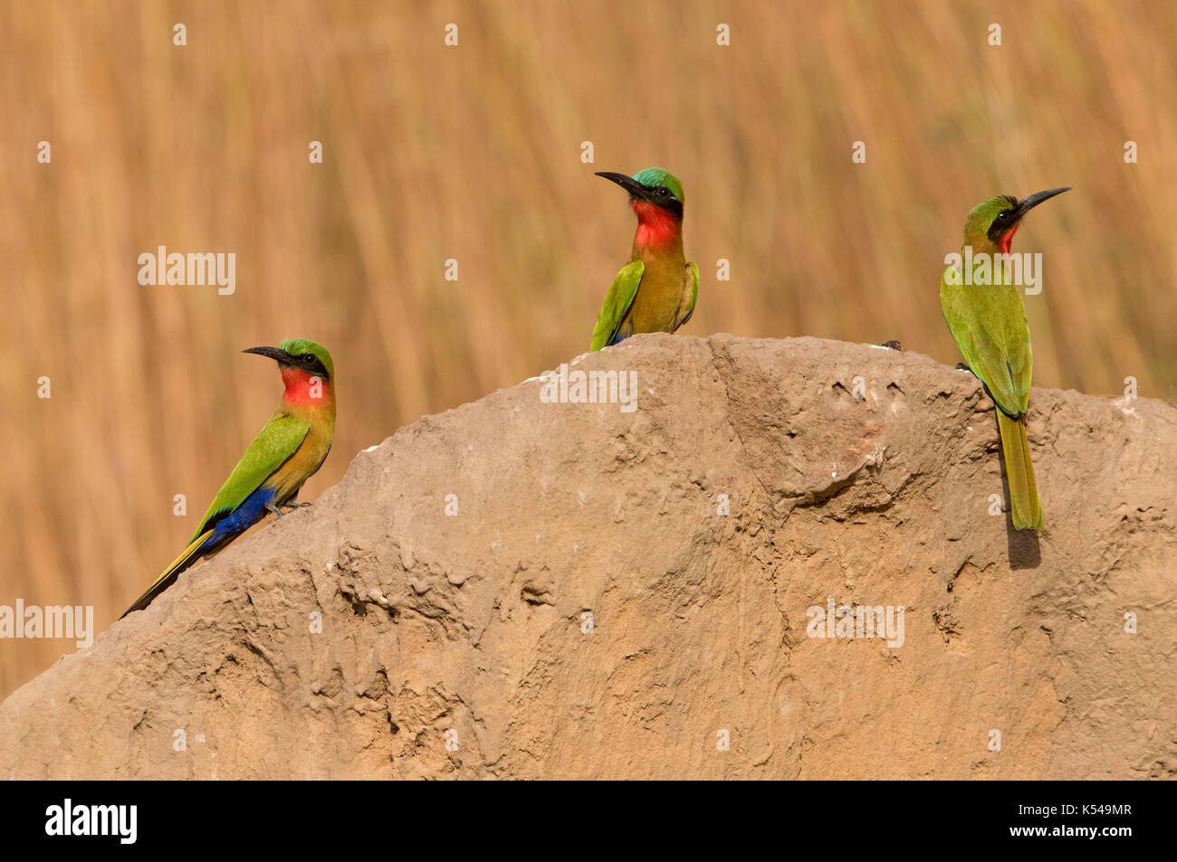 African red bee eater hi-res stock photography and images - Alamy