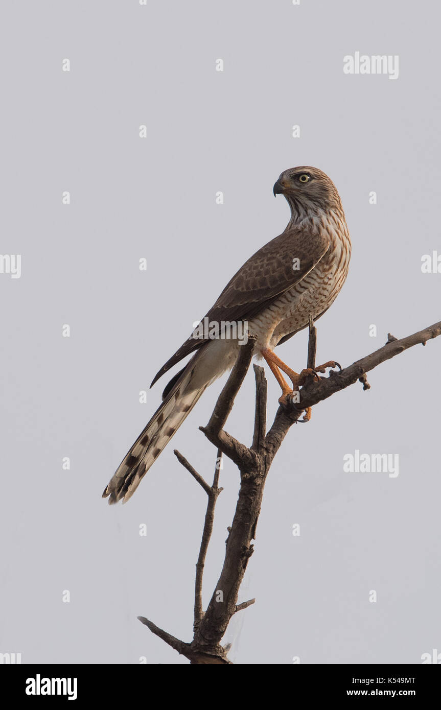 African goshawk hi-res stock photography and images - Alamy
