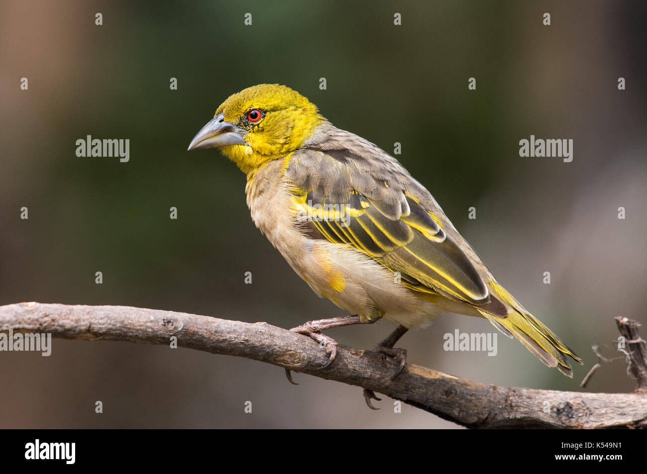 Village weaver hi-res stock photography and images - Alamy