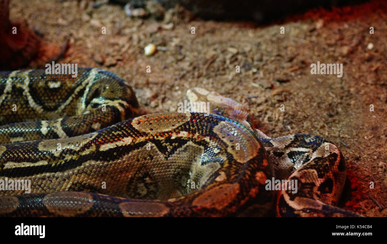 snakes in animal kingdom, a variety of venomous species that will ...