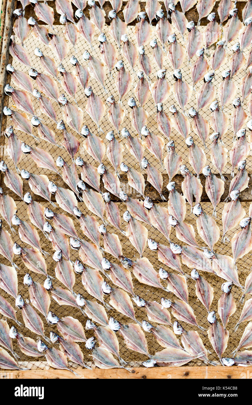 Carapau fish hi-res stock photography and images - Alamy