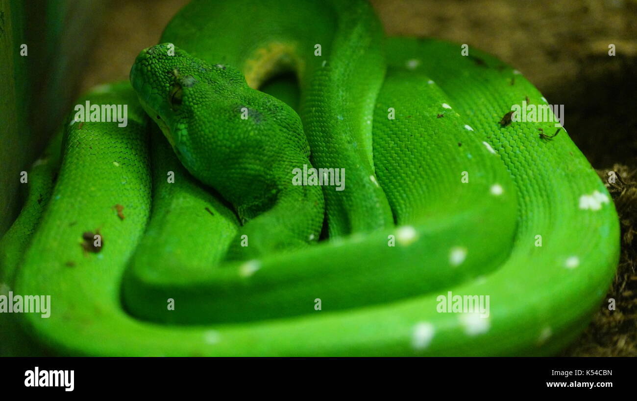 snakes in animal kingdom, a variety of venomous species that will ...