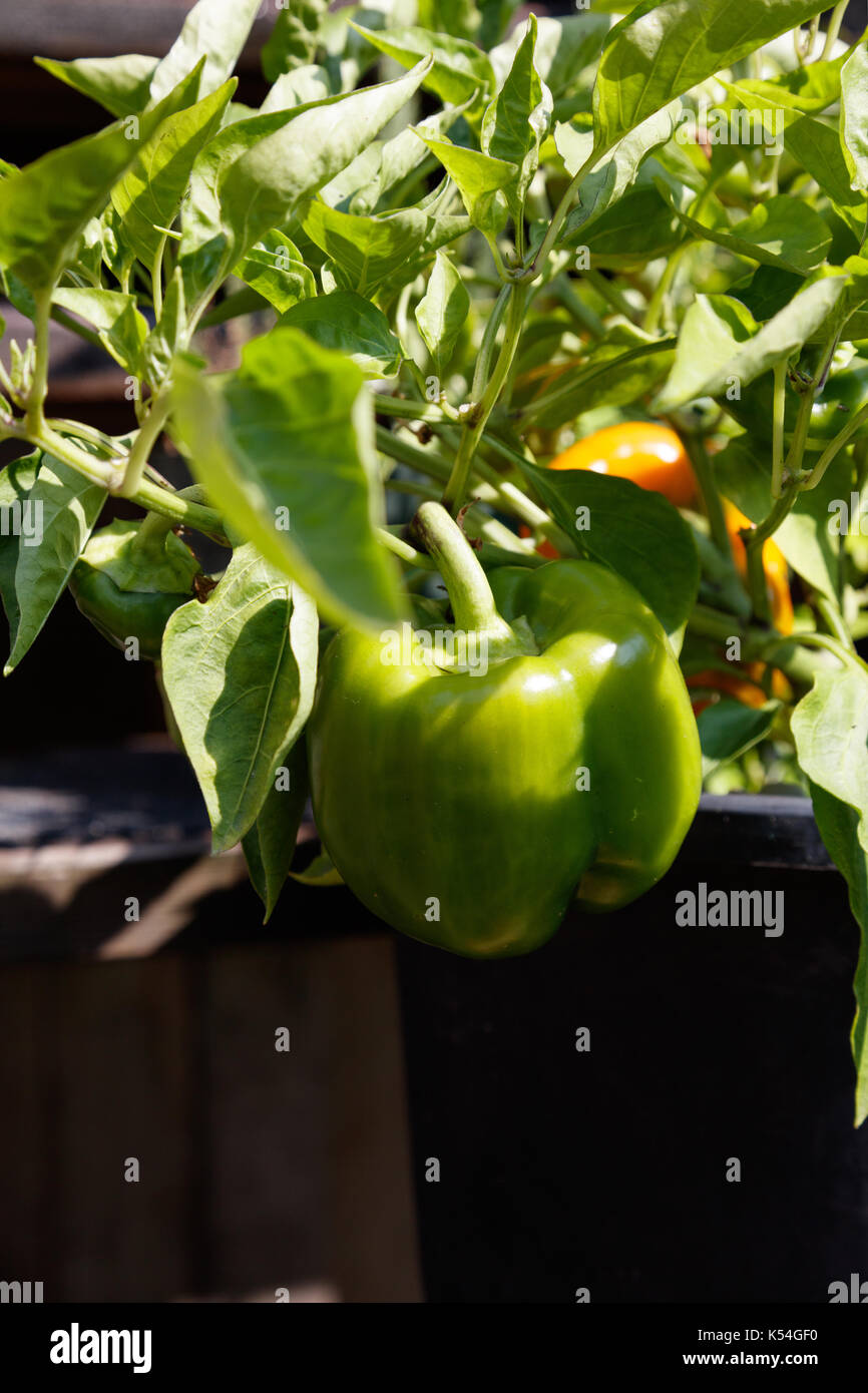 Bell pepper farming hi-res stock photography and images - Alamy