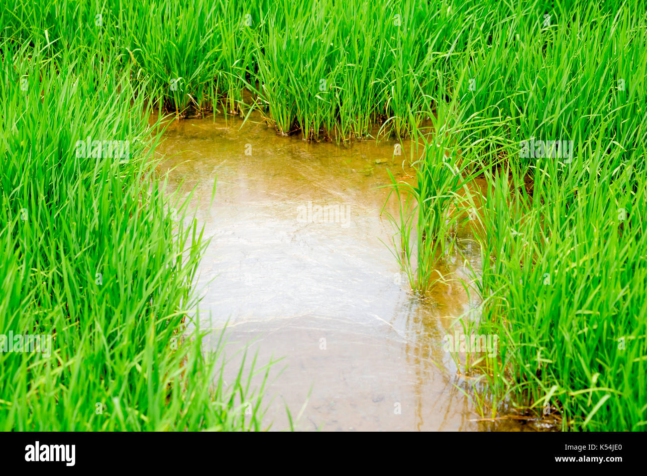 Thailand rice agriculture field. Green rice grass plant Stock Photo - Alamy