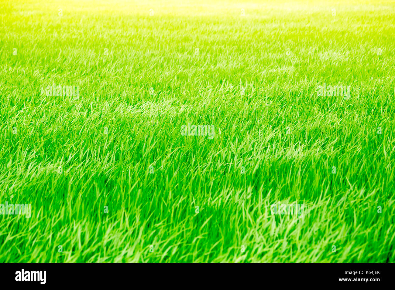 Windy summer green grass rice field with sunshine bright light Stock ...