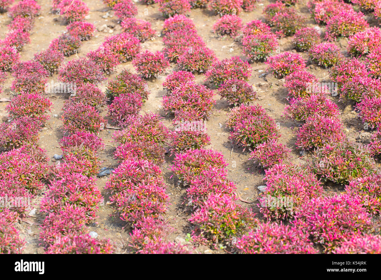 Pink grass Bush grass plant Stock Photo - Alamy