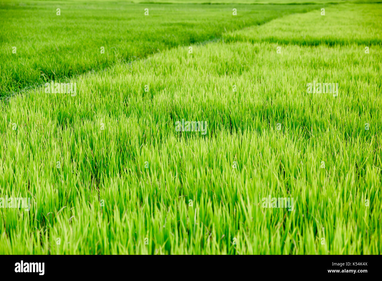 Windy rice fields hi-res stock photography and images - Alamy