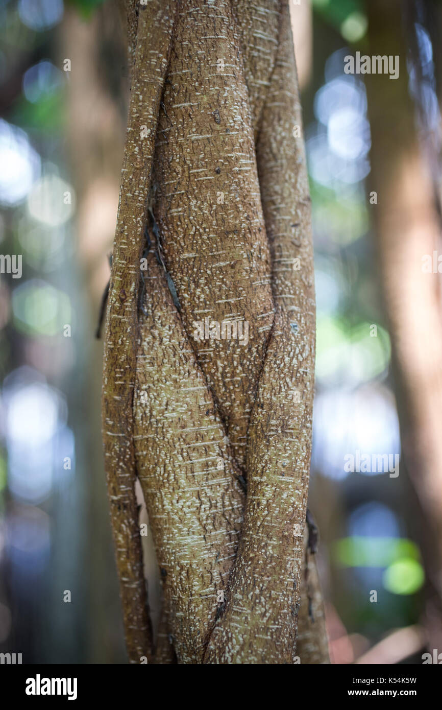 roots texture in the fertile garden Stock Photo - Alamy