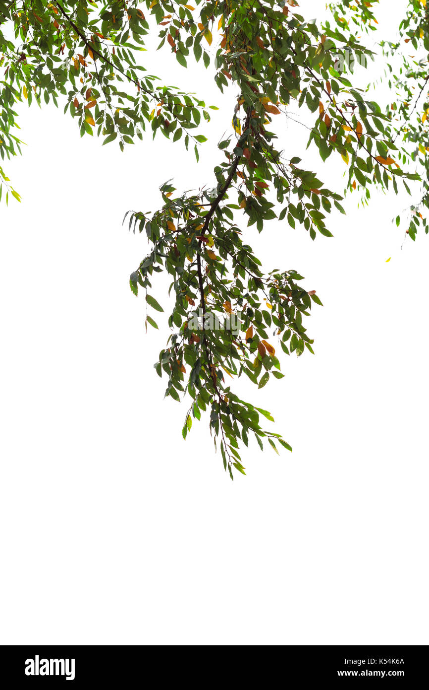 Simple detailed branches hi-res stock photography and images - Alamy