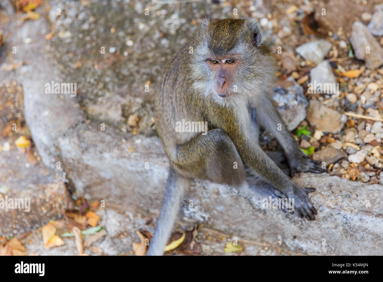 Monkey in tiger cave hi-res stock photography and images - Alamy