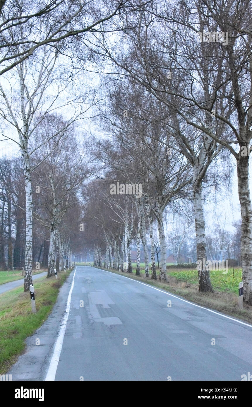 Trees lining this country road in Westphalia, Germany Stock Photo - Alamy