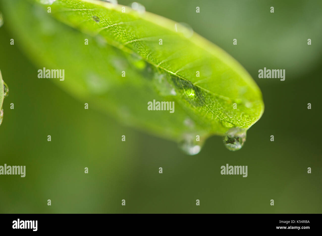 Surface Tension, Magnification, and Refraction. Water drop on a leaf ...