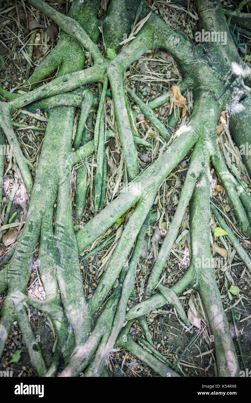 Roots in the fertile garden Stock Photo - Alamy