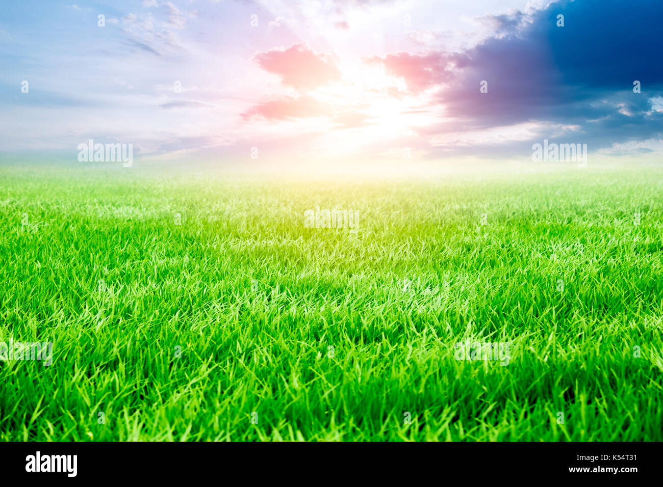 Grassy Field Sunset