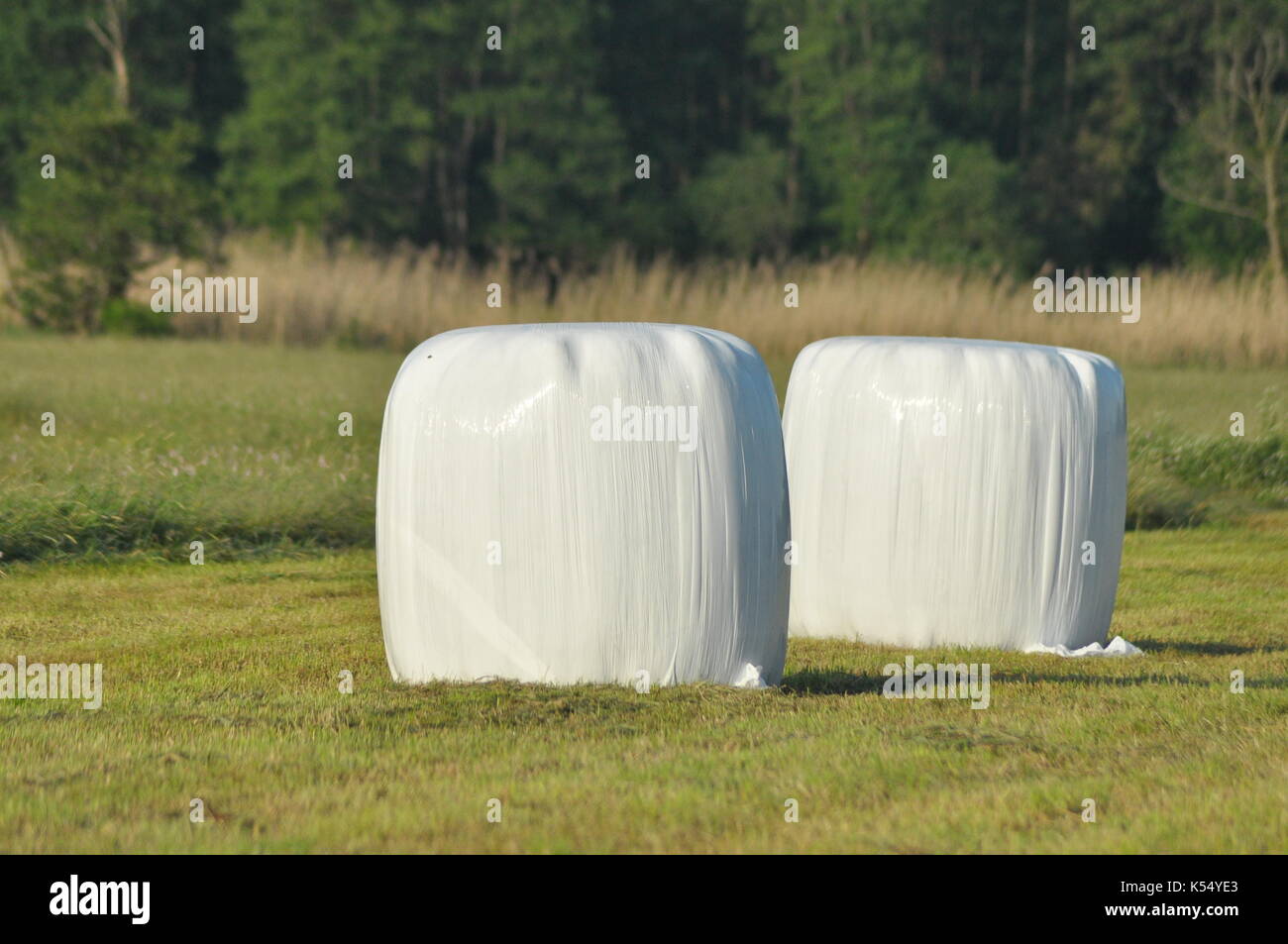 Bales of hay lying on the meadow during haymaking. River Valley ...