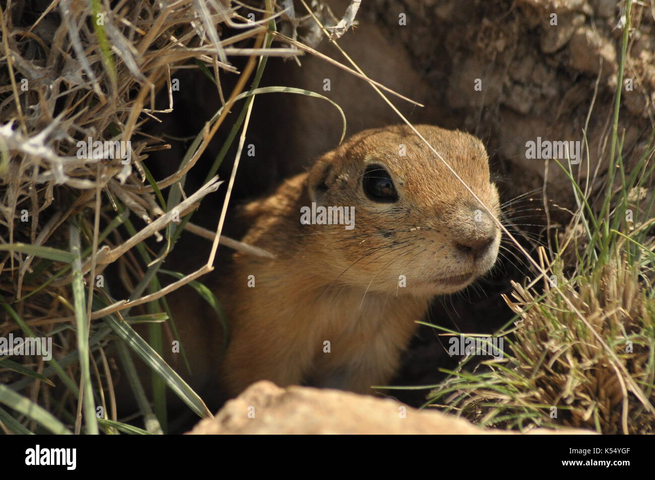 Gopher Burrow High Resolution Stock Photography and Images - Alamy