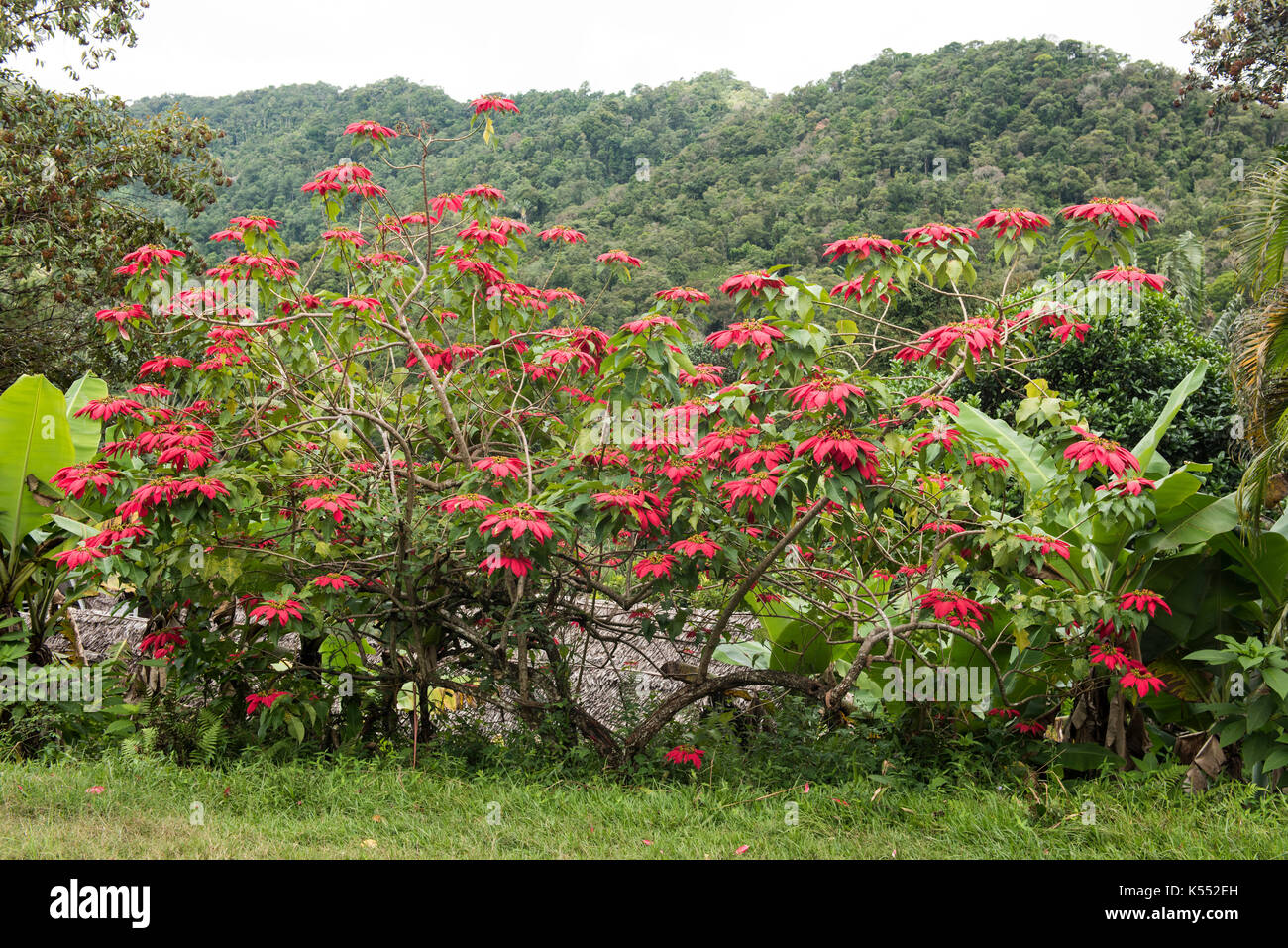 Madagascar flower hi-res stock photography and images - Alamy