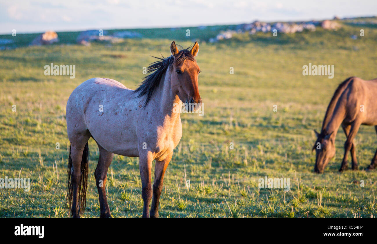 Wild horses range the Pryor Mountains outside Lovell, Wyoming Stock ...