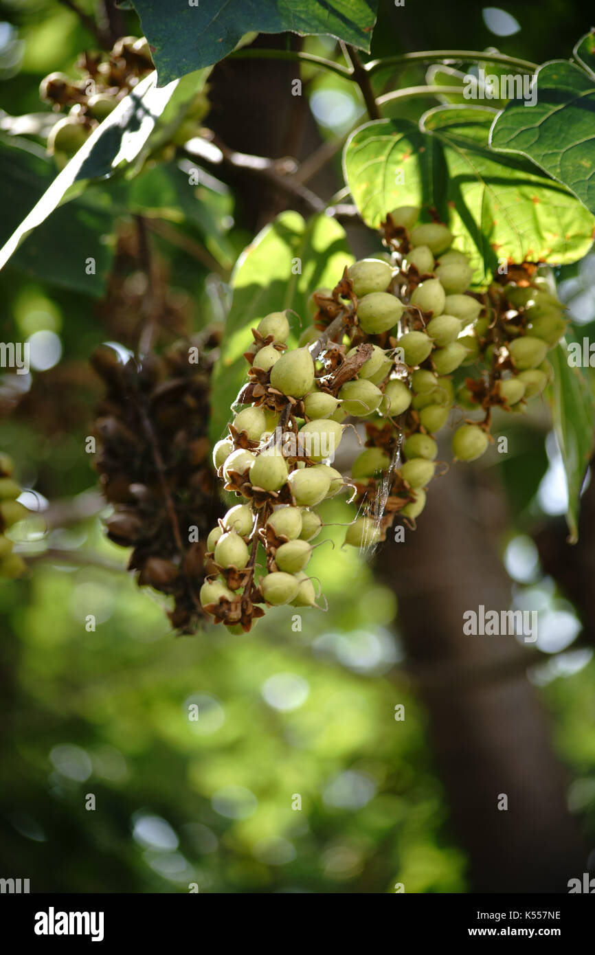 The green and unripe fruits of a foxglove tree, Paulownia tomentosa ...