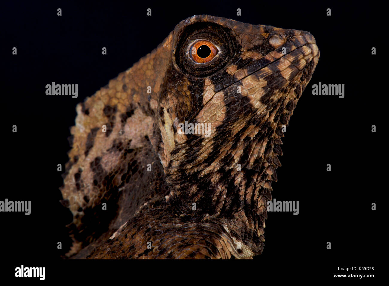 Helmeted iguana, Corytophanes cristatus Stock Photo - Alamy