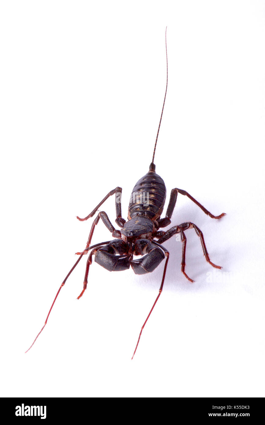 Giant vinegarroon, Mastigoproctus giganteus Stock Photo - Alamy