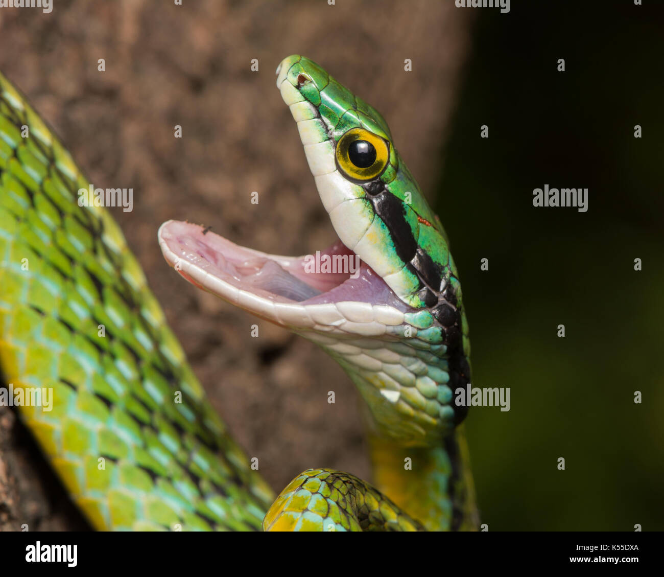 Pacific Coast Parrotsnake (Leptophis diplotropis) from Sonora, México ...