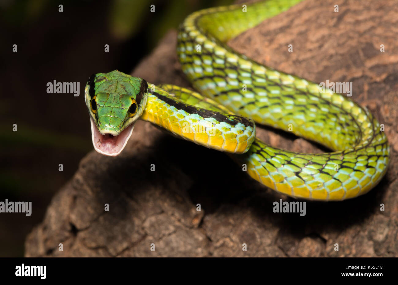 Pacific Coast Parrotsnake (Leptophis diplotropis) from Sonora, México ...