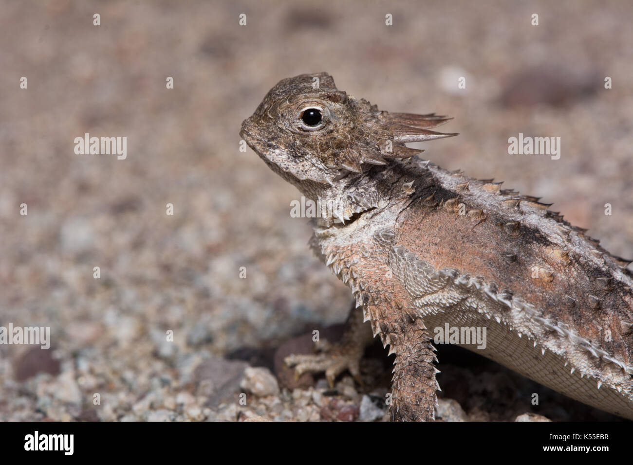 Regal Horned Lizard (Phrynosoma solare) from Sonora, México Stock Photo ...