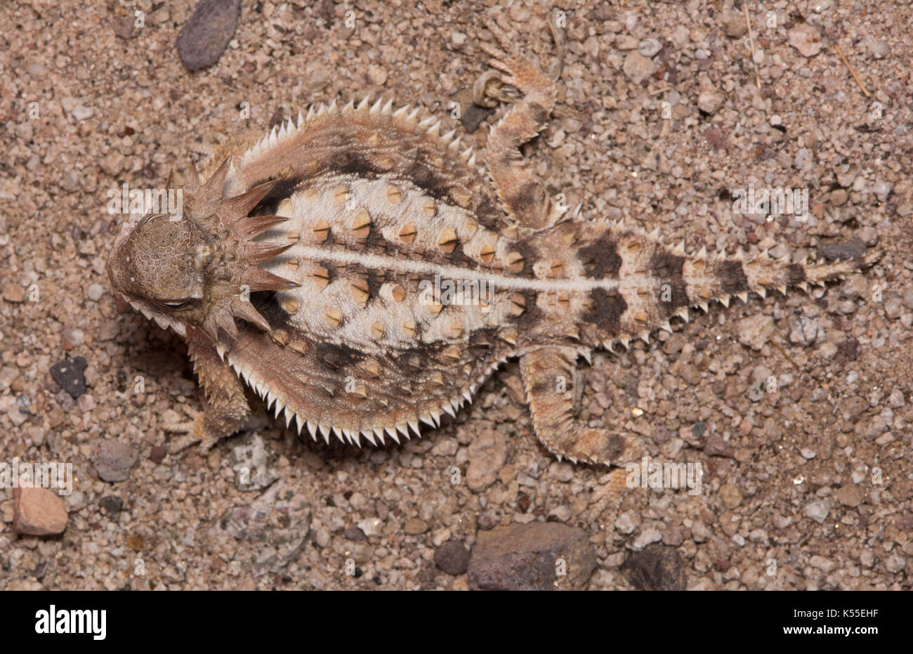 Regal Horned Lizard (Phrynosoma solare) from Sonora, México Stock Photo ...