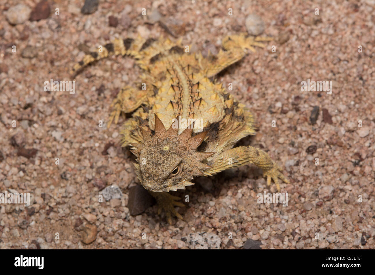 Reptile lizard regal horned lizard hi-res stock photography and images ...