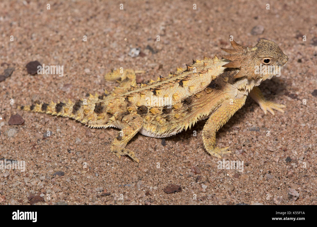 Regal Horned Lizard Sonoran Desert Reptiles Phrynosoma Solare (Regal
