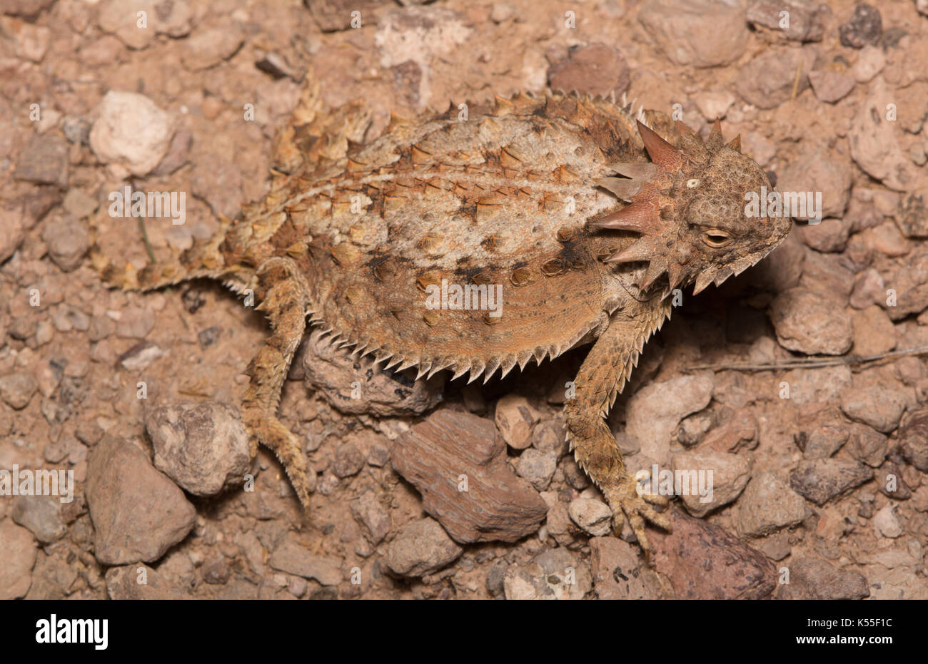 Regal Horned Lizard (Phrynosoma solare) from Sonora, México Stock Photo ...