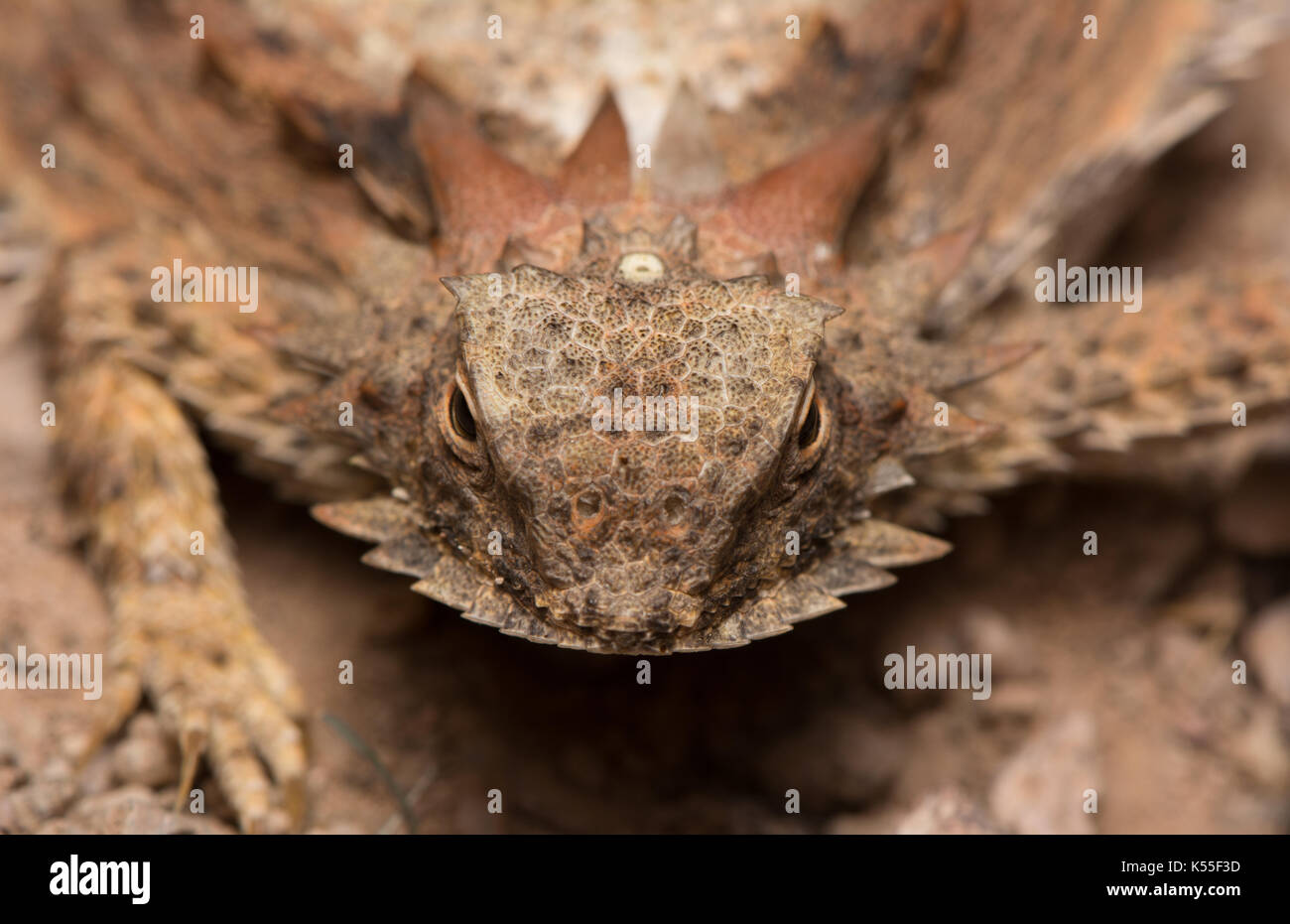 Regal Horned Lizard (Phrynosoma solare) from Sonora, México Stock Photo ...