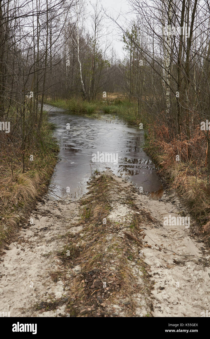 Melting snow puddle covered with ice on the road in spring forest Stock ...