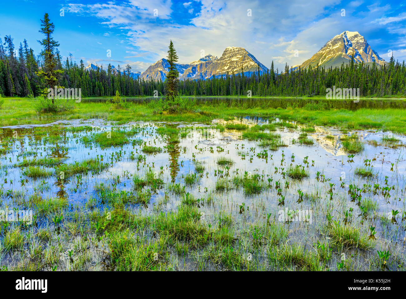 Pond and marsh with reflection of Mount Fryatt in Jasper National Park ...