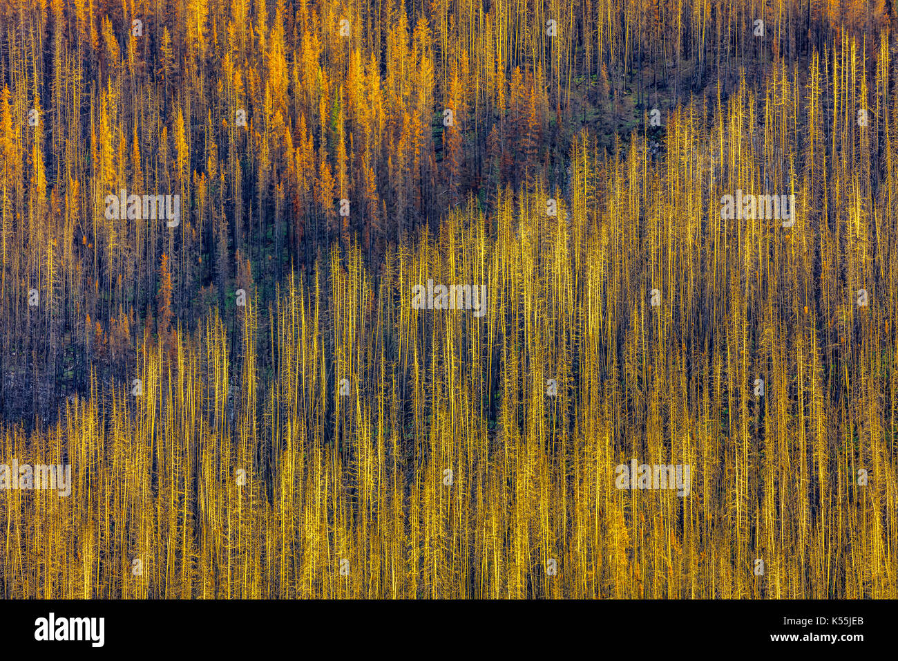Medicine Lake fire burn in Jasper National Park, Canada Stock Photo - Alamy
