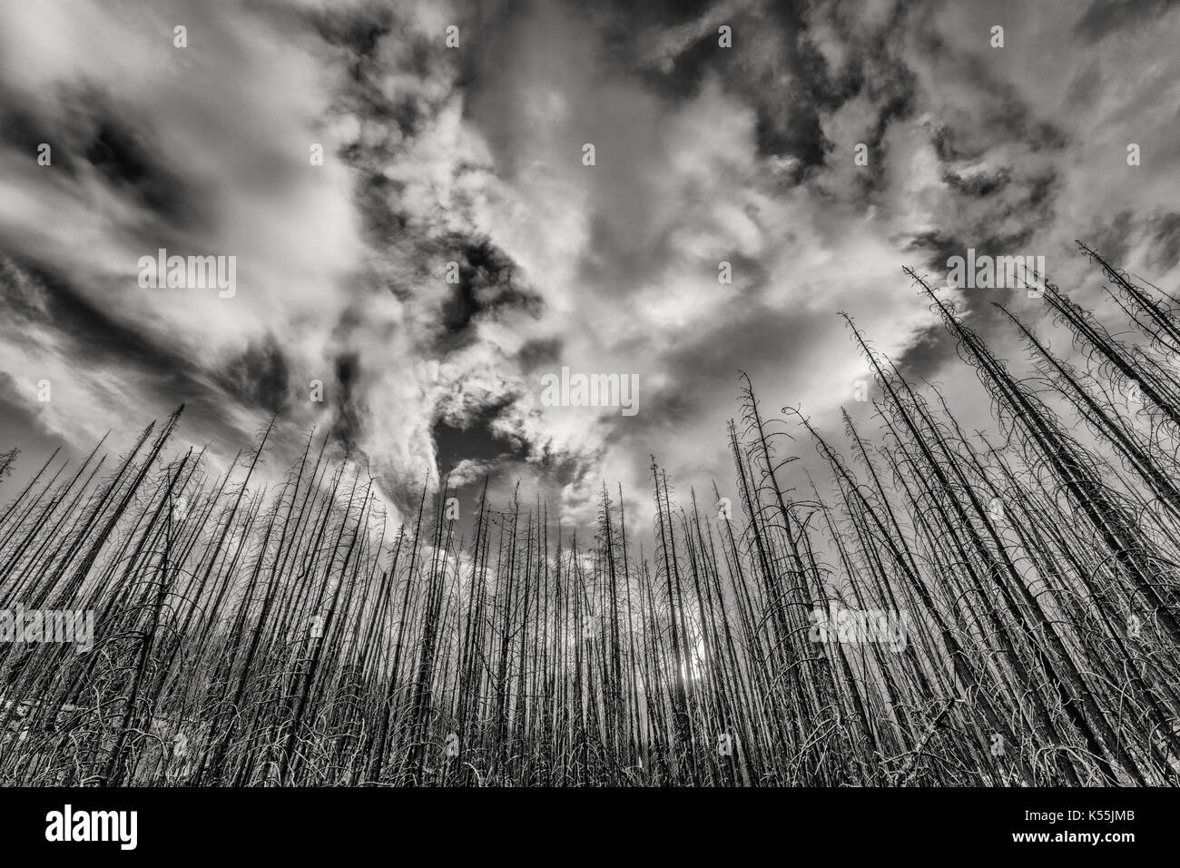 Medicine Lake fire burn in Jasper National Park, Canada Stock Photo - Alamy