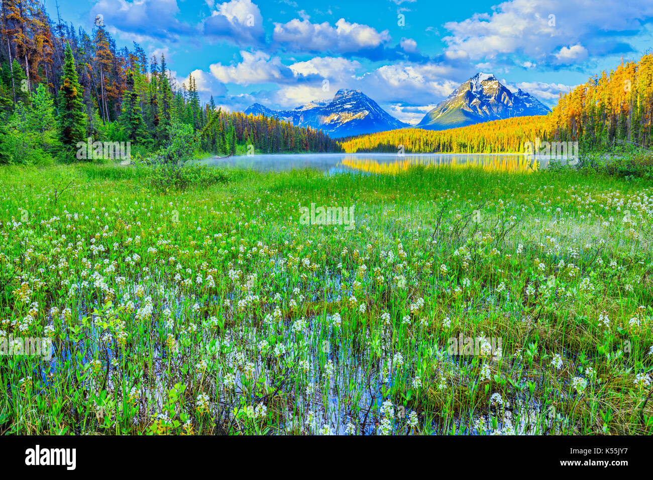 Leach Lake and wild flowers in Jasper National Park, Canada Stock Photo ...