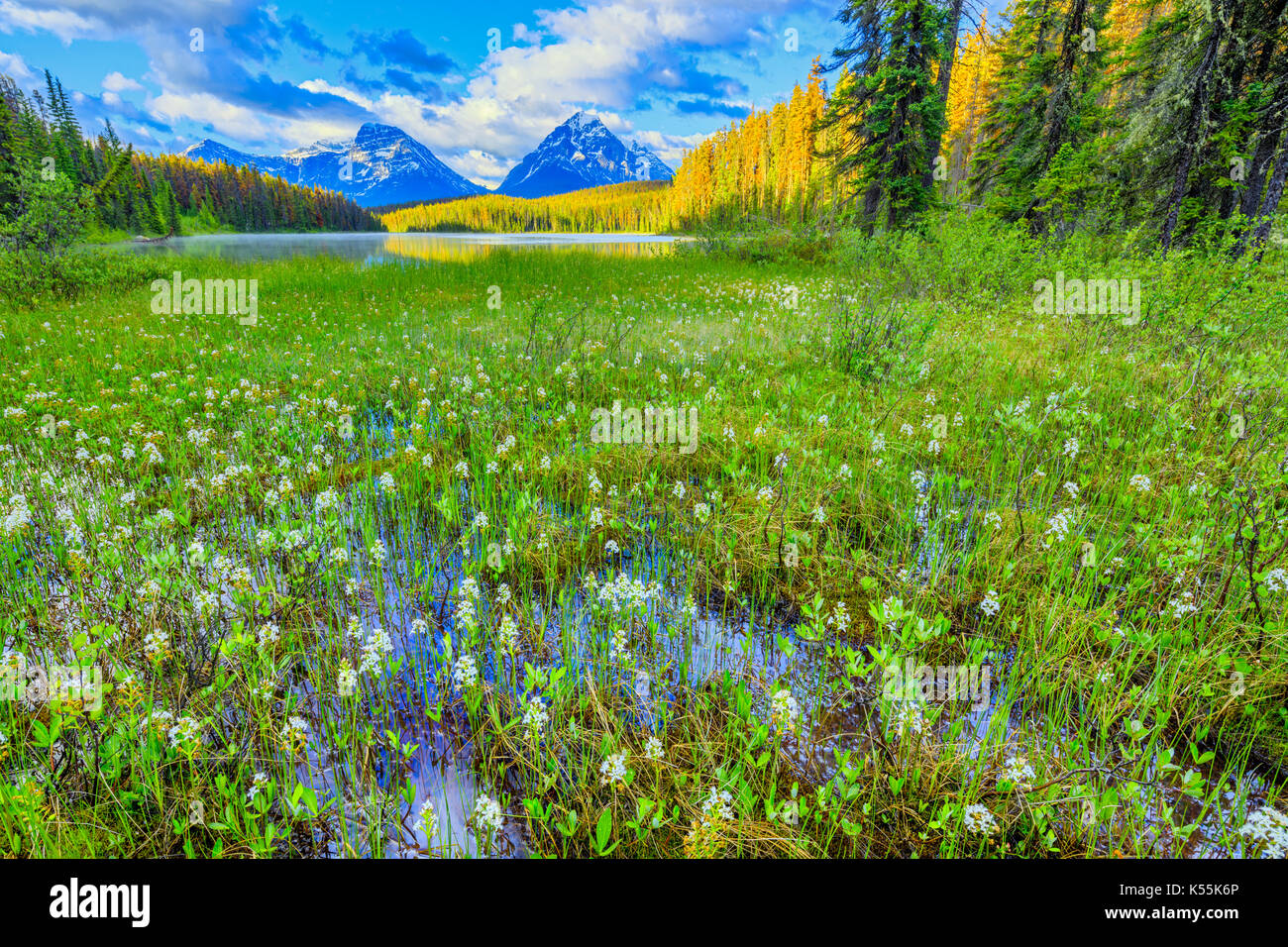 Leach Lake and wild flowers in Jasper National Park, Canada Stock Photo ...
