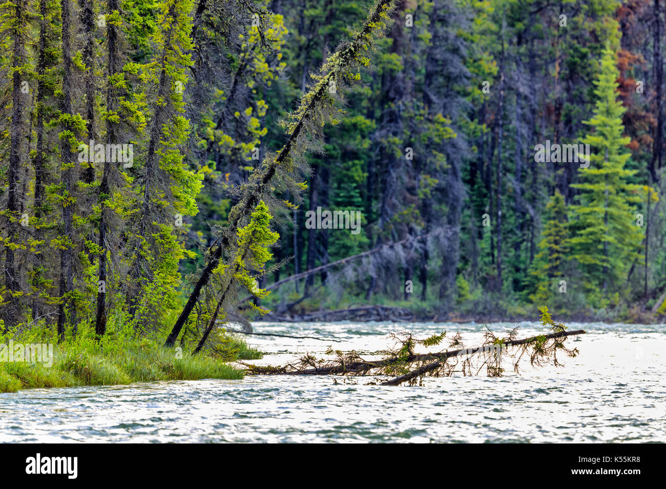 Whirlpool River in Jasper National Park, Canada Stock Photo - Alamy